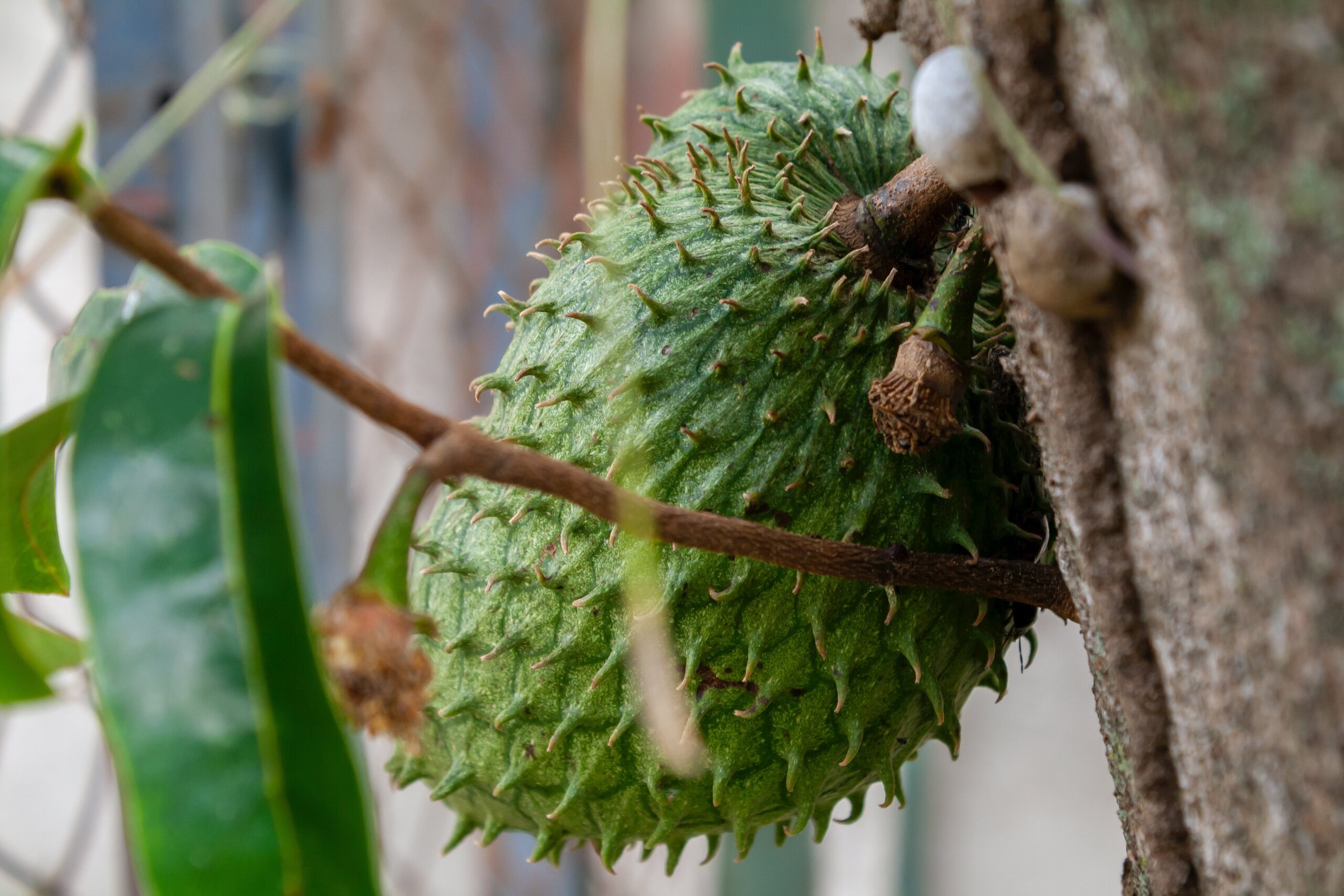 Entenda os benefícios da Graviola (Annona muricata) para a sua saúde ...
